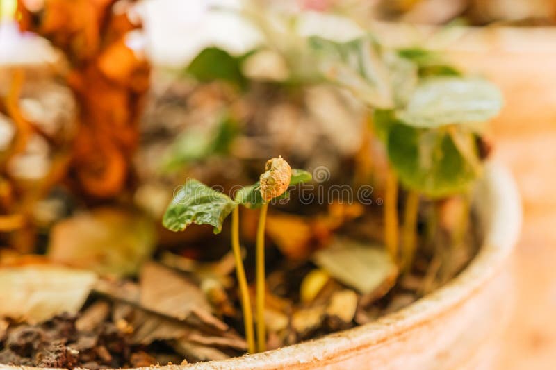 Newly Germinated Coffee Plant with Its Small Leaves Stock Image - Image ...