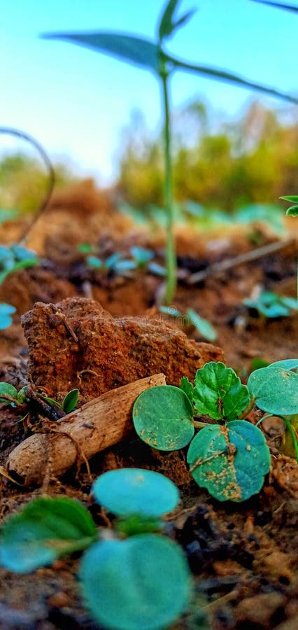 Cotyledons and First True Leaf of a Germinating Melon Seed Stock Image ...