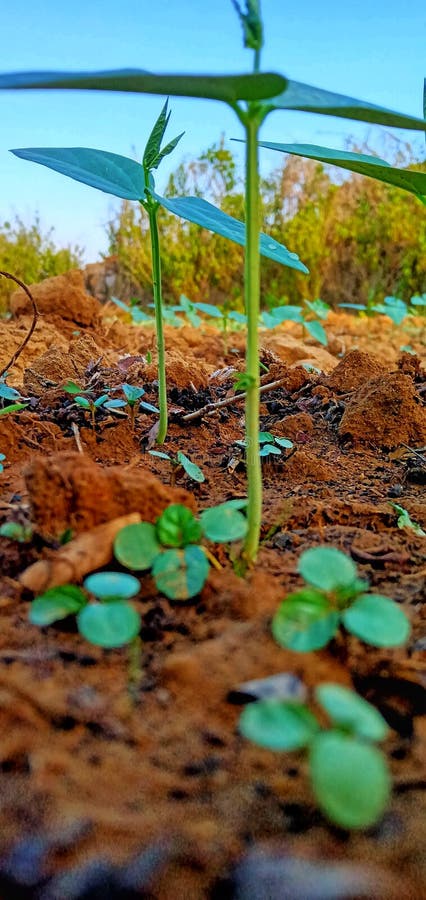 Cotyledons and First True Leaf of a Germinating Melon Seed Stock Image ...