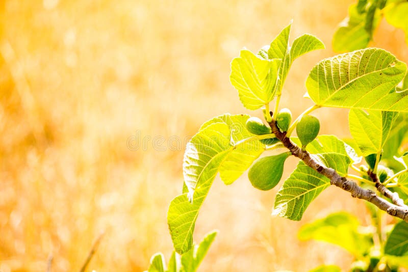 Fig Tree stock photo. Image of vegetable, form, vegetation - 121362908