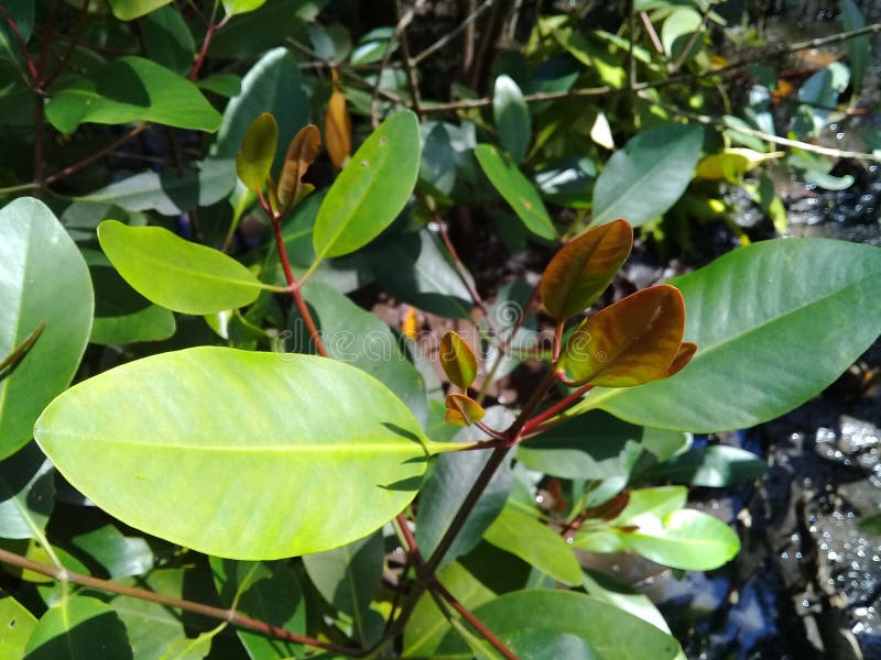 Newly Growing Mangrove Tree Leaves Stock Image - Image of shrub, autumn ... Newly Growing Mangrove Tree Leaves Stock Image - Image of shrub, autumn ...