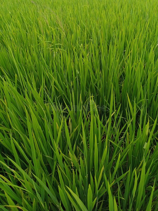 Newly Growing Paddy Trees Seen from Above in the Evening Stock Image ...
