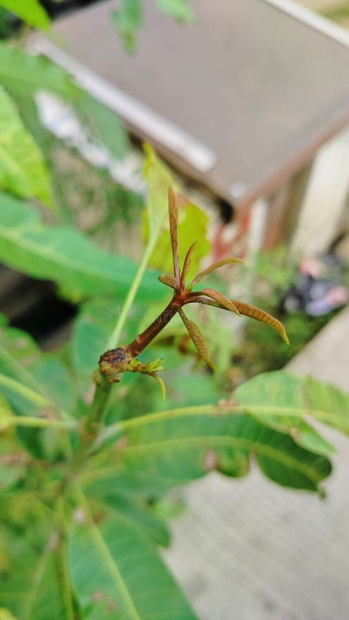 Newly Growing Shoots of Mango Trees are Still Young and Brown Stock ...