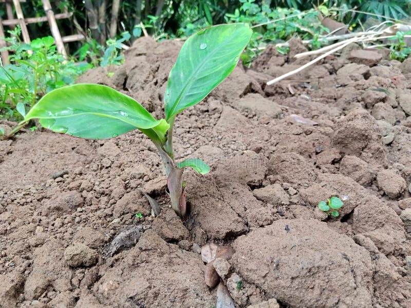 Newly Grown Banana Tree Shoots in the Ground Backyard Garden Stock ...