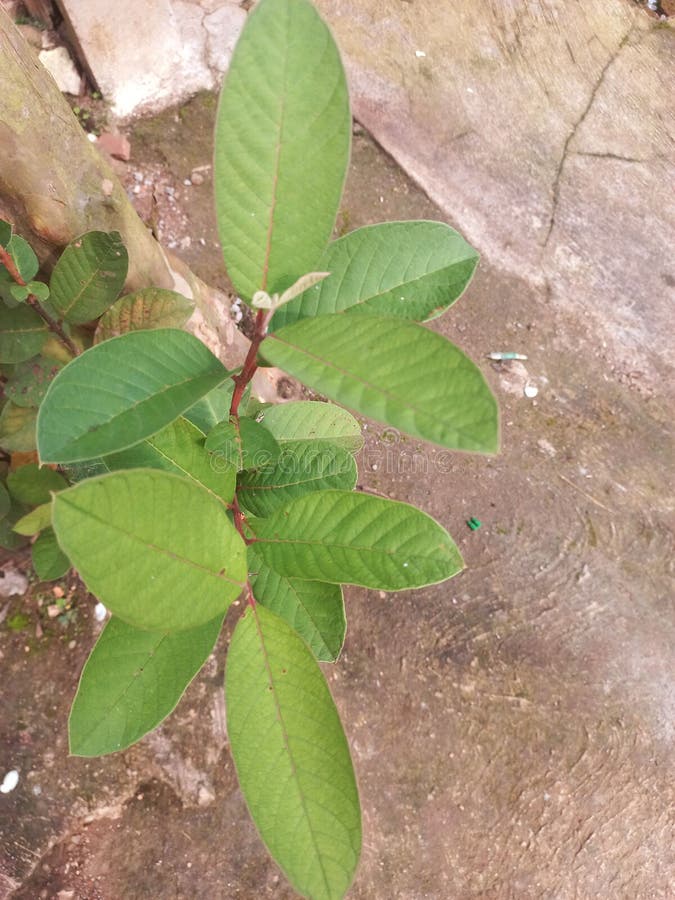 Newly grown guava tree stock image. Image of wildflower - 268620793