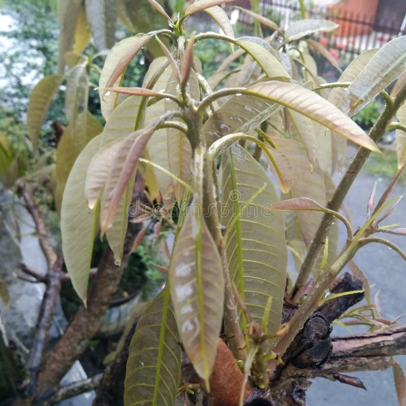Newly Grown Mango Leaf Shoots Stock Photo - Image of mango, grown ...