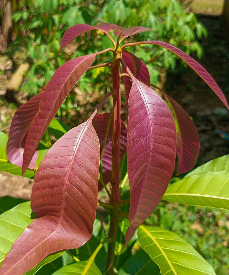 Newly Grown Banana Tree Shoots in the Ground Backyard Garden Stock ...