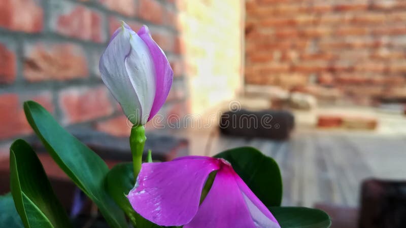 Newly Grown Periwinkle in Red and White Shade Stock Image - Image of ...