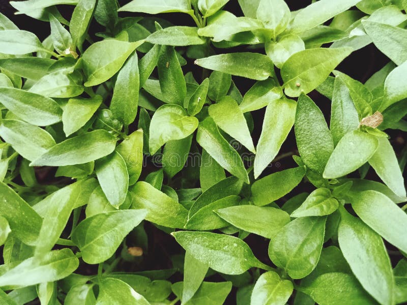 Newly Grown Young Chili Tree Stock Image - Image of plant, branch ...