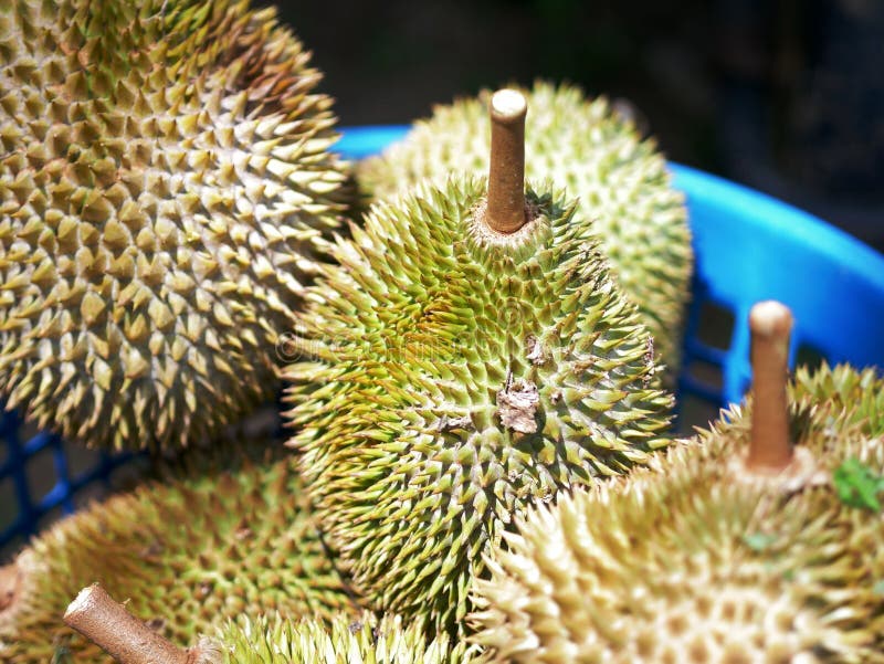 Newly Harvested Durian Fruit on a Blue Basket Stock Image - Image of ...