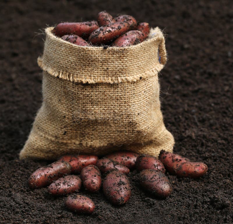 Potatoes in a sack bag stock photo. Image of uncooked - 52376128