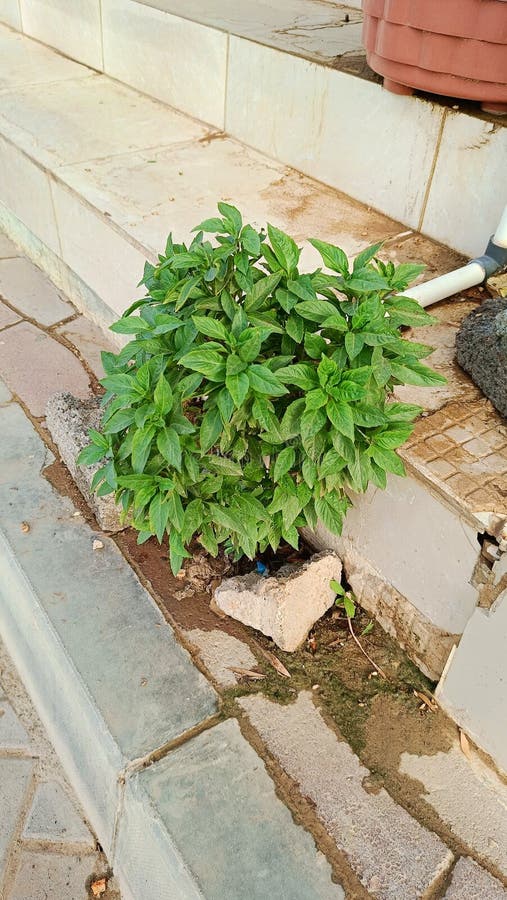 Fresh Capsicum Pubescent Plant Stock Image - Image of vegetable ...