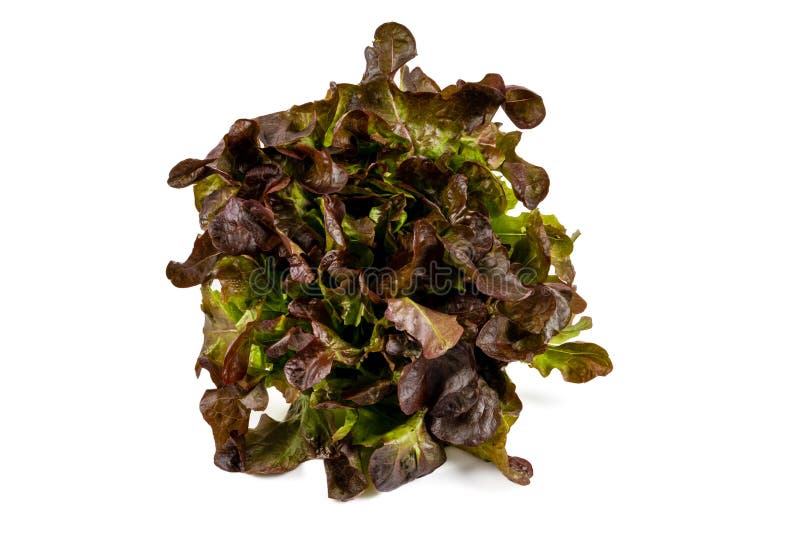 Newly Harvested Red Lettuce on an Isolated White Background Stock Photo ...