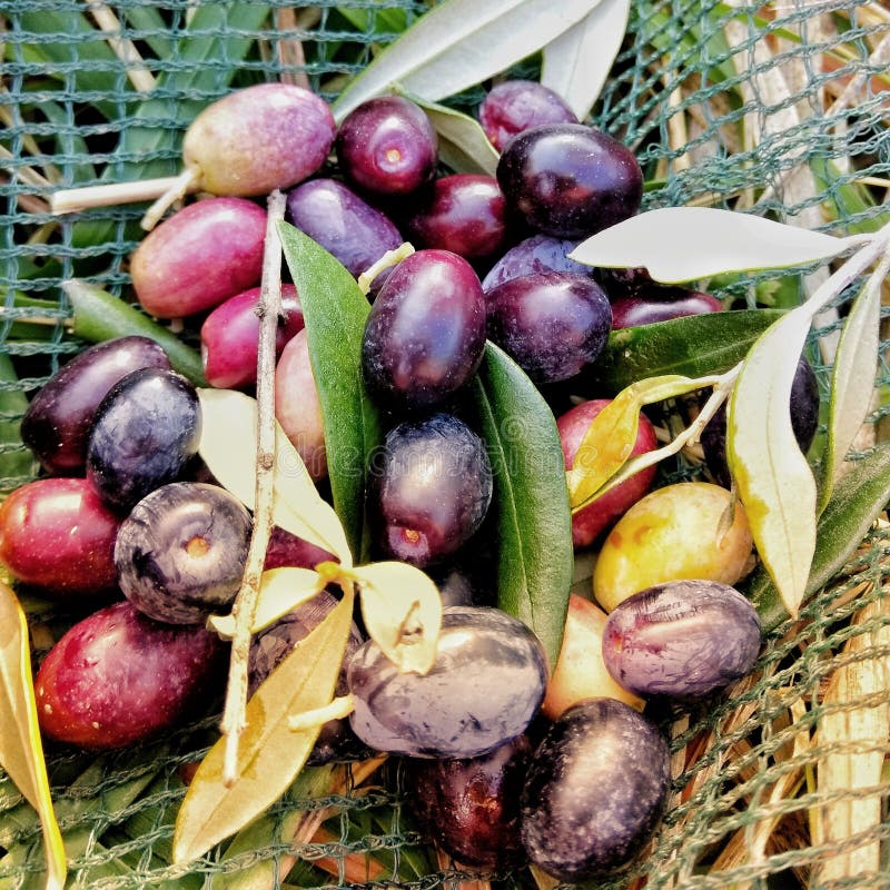 Newly Harvested Ripe Olive Fruits on a Net Stock Image - Image of green ...
