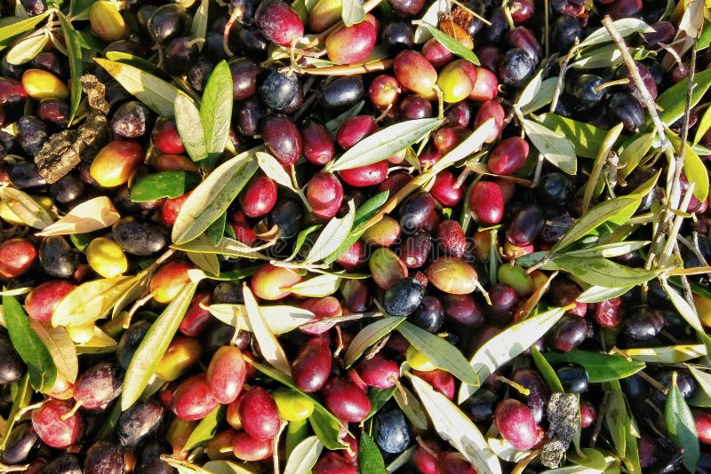 Newly Harvested Ripe Olive Fruits on a Net Stock Image - Image of ...