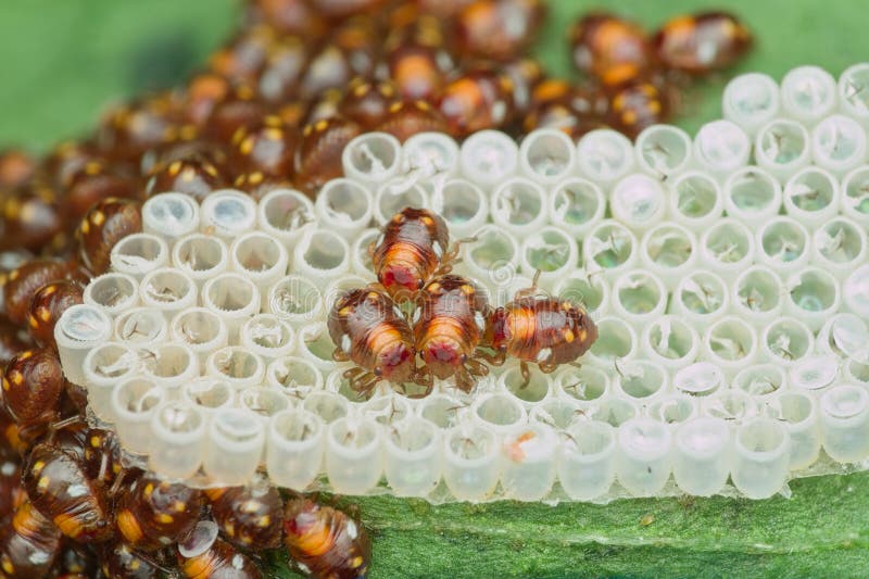 Newly Hatch Stink Bug Larvae on the Nest Stock Photo - Image of larvae ...