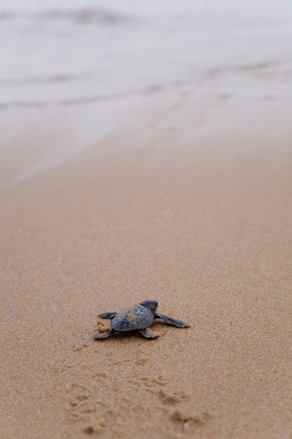Newly Hatched Baby Loggerhead Turtle Stock Photo - Image of ...