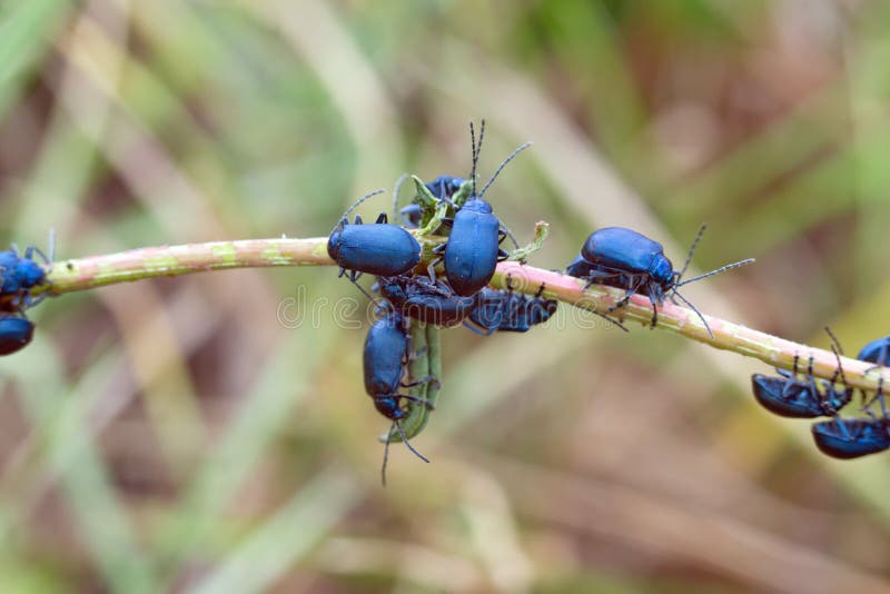Blue beetles on a stick stock photo. Image of insect - 141431614
