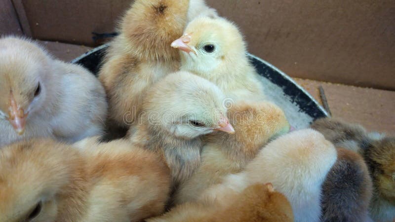Newly Hatched Chicks, in a Box, Look Beautiful and Very Adorable. Stock ...