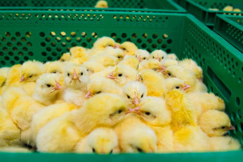 Newly hatched chicks stock image. Image of incubator - 49536857