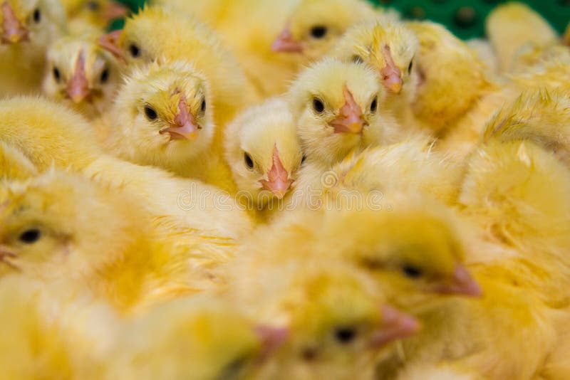 Newly hatched chicks stock image. Image of poultry, nest - 49537091