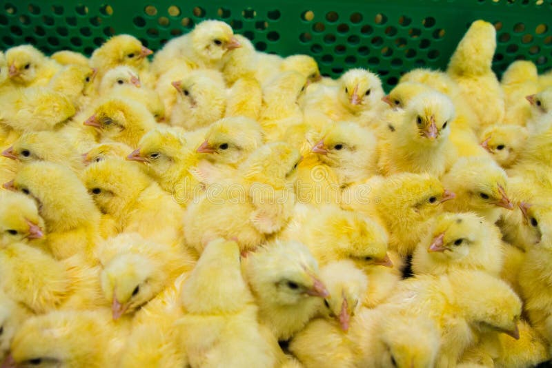 Newly hatched chicks stock photo. Image of young, chicken - 50009190