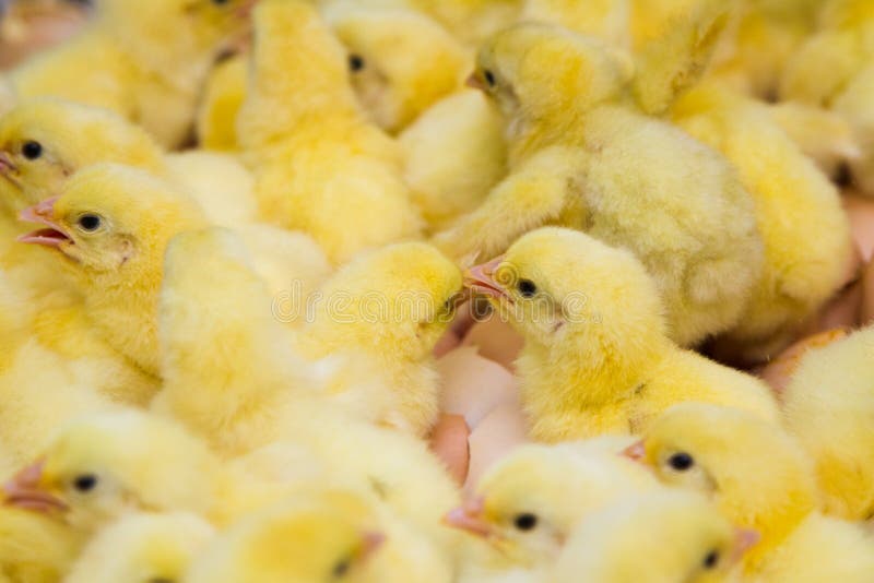 Newly hatched chicks stock image. Image of hatchery, bird - 50262109