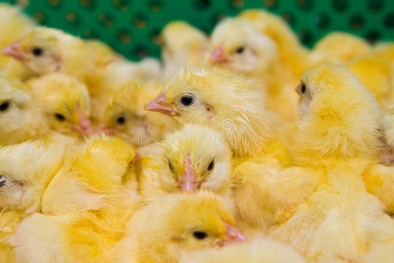 Newly hatched chicks stock image. Image of hatchery, bird - 50262109