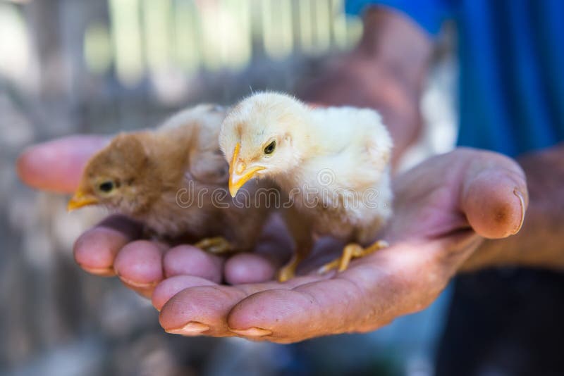 Newly hatched chicks stock image. Image of hatched, front - 33367851