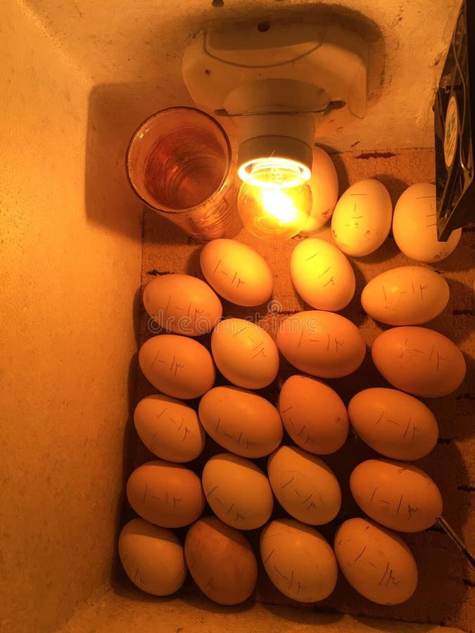 Newly hatched chicks stock image. Image of newly, ducks - 255428177