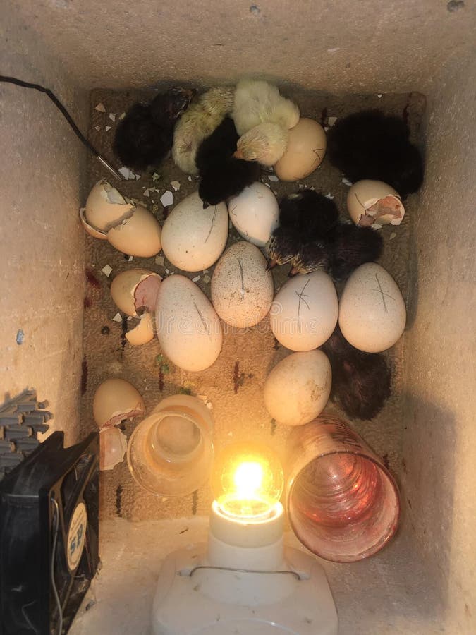 Newly hatched chicks stock photo. Image of chicks, wildlife - 255428166