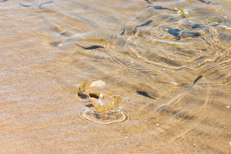 Newly-hatched fishes stock image. Image of underwater, food - 263727