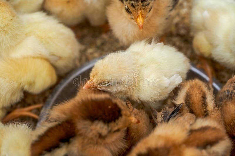 Newly Hatched Flock of Chicks Close-up Stock Image - Image of newly ...