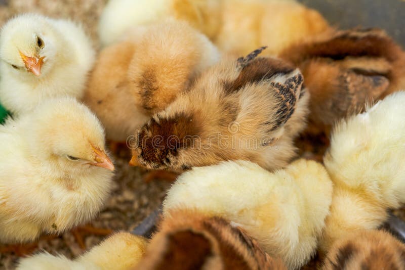 Newly Hatched Flock of Chicks Close-up Stock Photo - Image of chicks ...