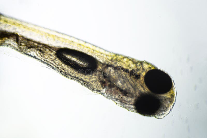 Newly Hatched Freshwater Fish Stock Photo - Image of juvenile ...