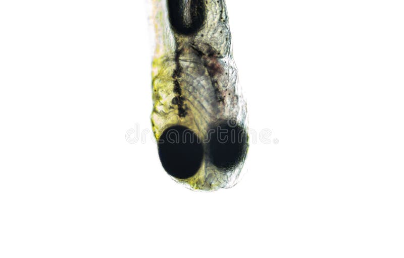 Newly Hatched Freshwater Fish Under a Light Microscope Stock Image ...