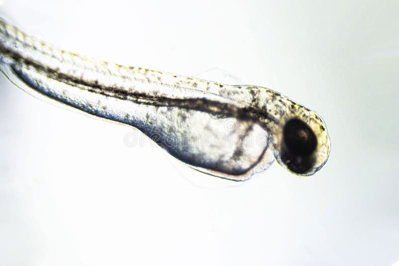 Newly Hatched Freshwater Fish Stock Image - Image of fishing, white ...
