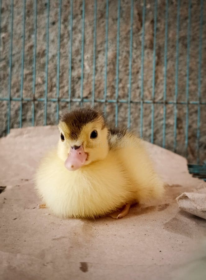 The Newly Hatched Little Duck is Sitting Quietly in the Cage Stock ...