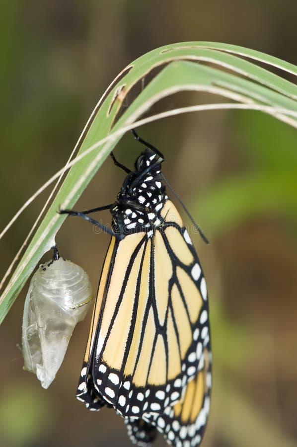 Monarch cocoon stock photo. Image of insects, butterflies - 9221270