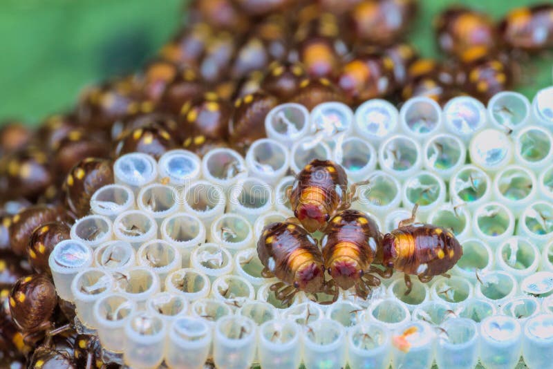 Newly Hatching of Stink Bug Larvae Stock Photo - Image of nature ...