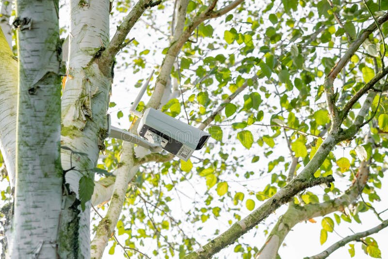 Newly Installed, 4K WiFi IP Security Camera Seen Up a Garden Tree ...
