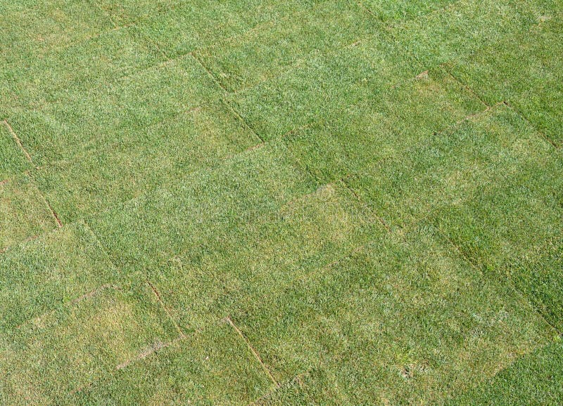 Newly laid grass turf stock photo. Image of rolls, surrounding - 14781042