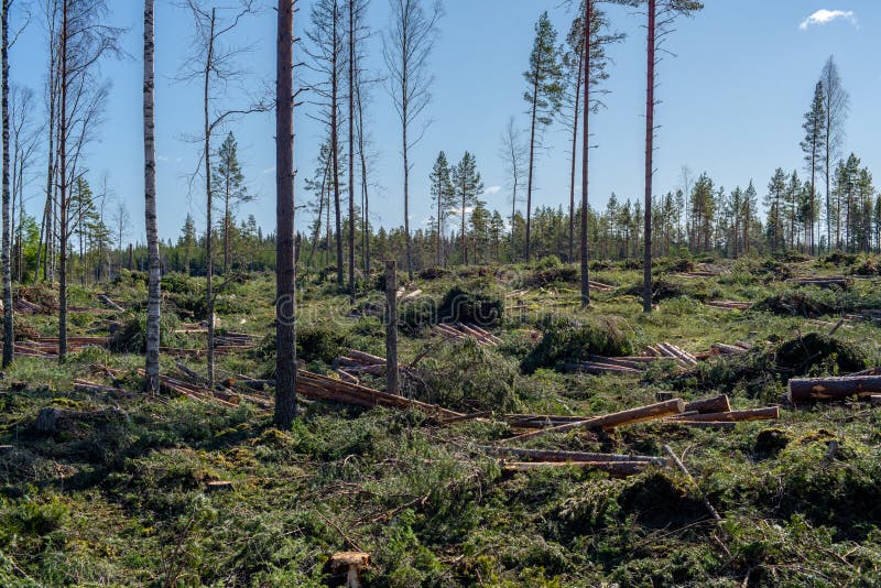 Ugly Deforestation Area Stock Photos - Free & Royalty-Free Stock Photos ...