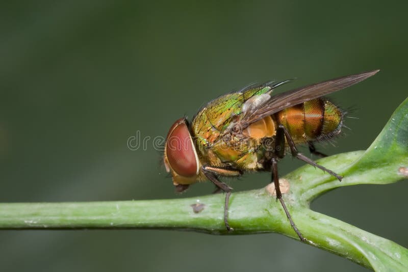 A Newly Molted Blow Fly/green Bottle Fly Stock Image - Image of ...