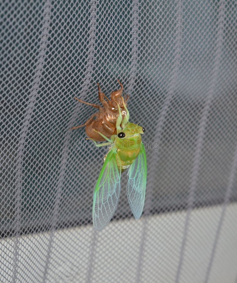 Newly Molted Cicada on Screen Stock Photo - Image of molted, eyes: 74579758