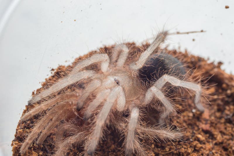 A Newly Molted Tarantula Larva Stock Image - Image of zoology, invertebrate: 245542983