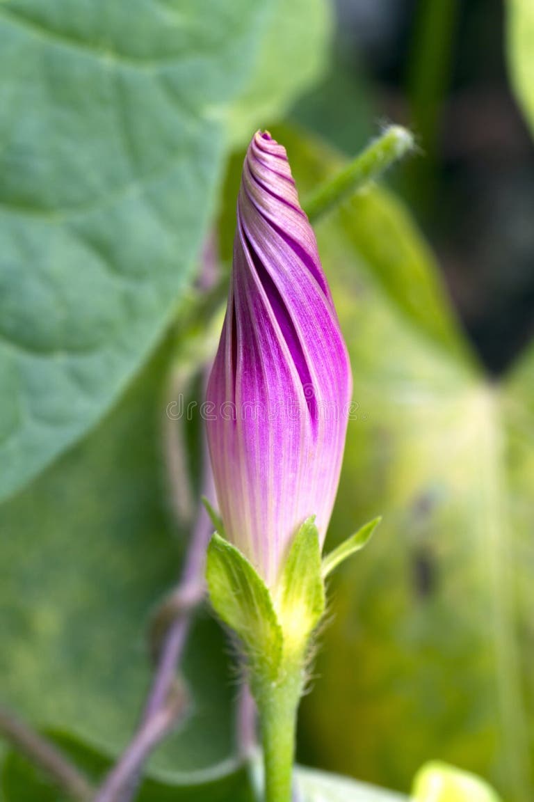 Opened Climbing Flower Ipomea Stock Photos - Free & Royalty-Free Stock ...