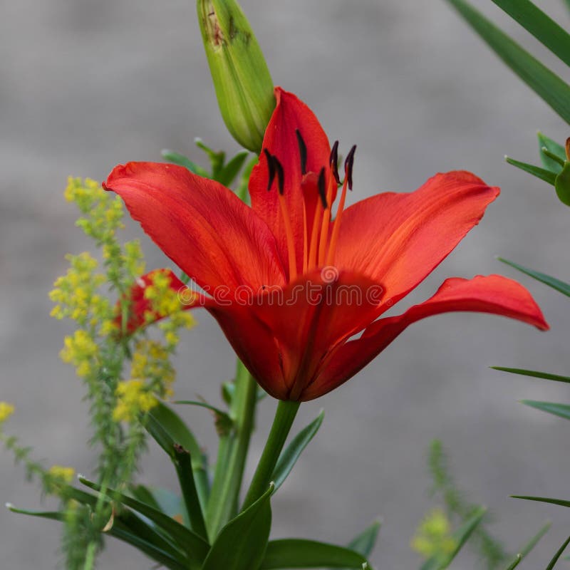 A Newly Opened Red Lily in the Front Garden in the Morning Light Stock ...