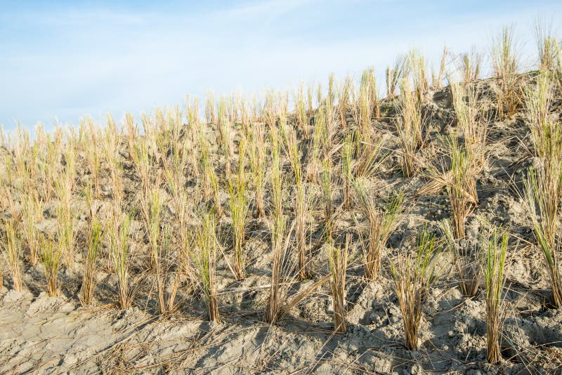Newly planted beach grass stock photo. Image of outdoor - 47463852