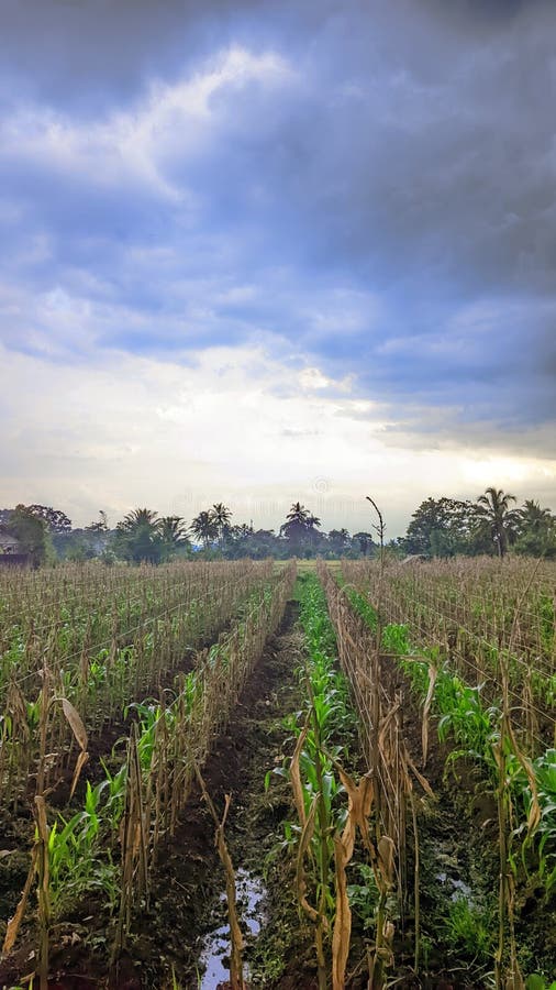 Newly planted cornfield stock photo. Image of planted - 373514664